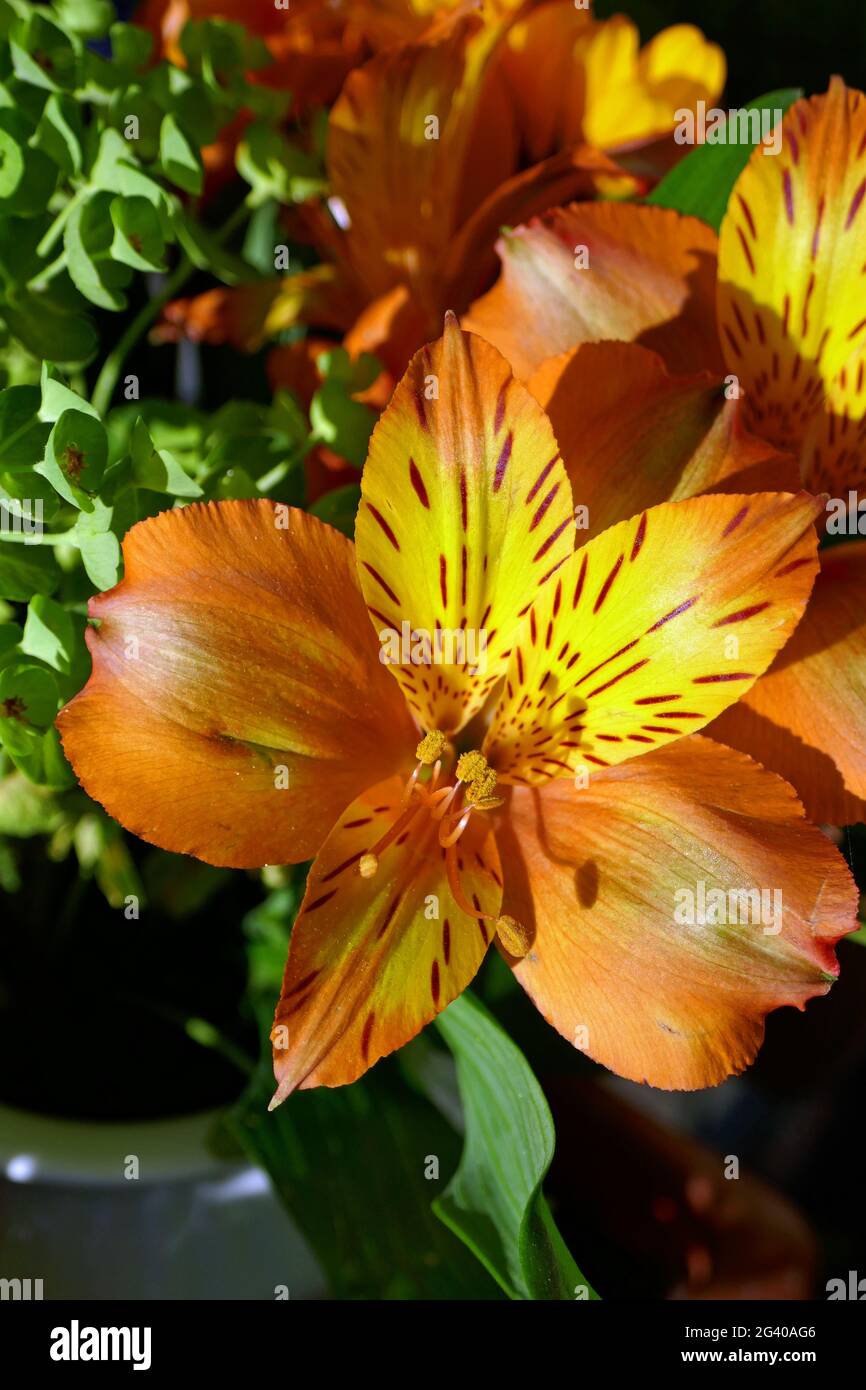 Cut alstroemeria flowers hi-res stock photography and images - Alamy