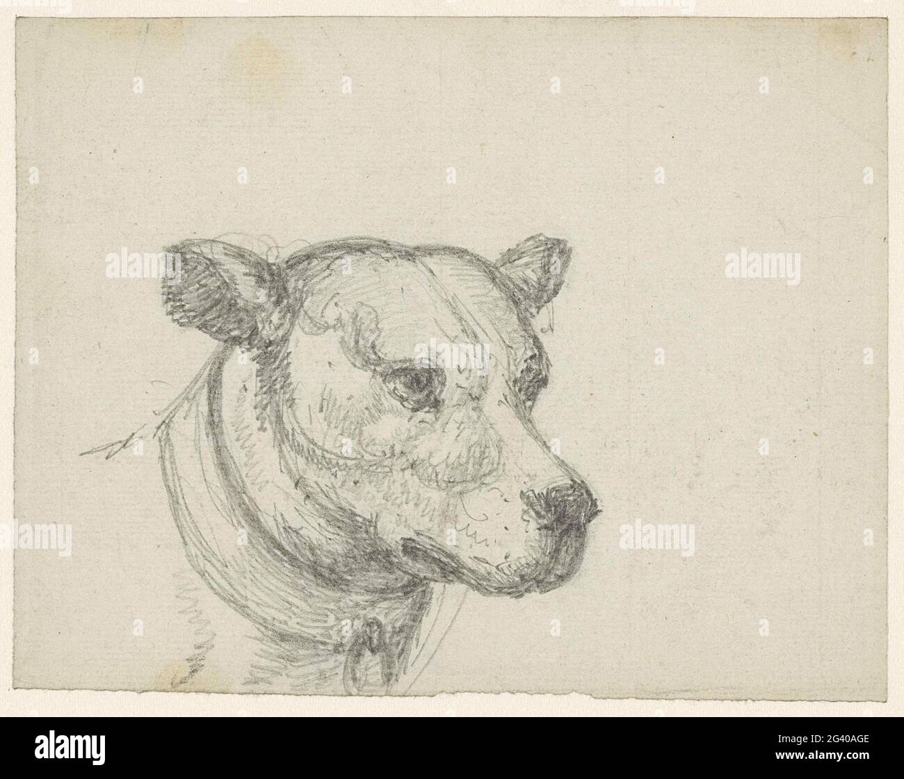 Dog head Stock Photo - Alamy