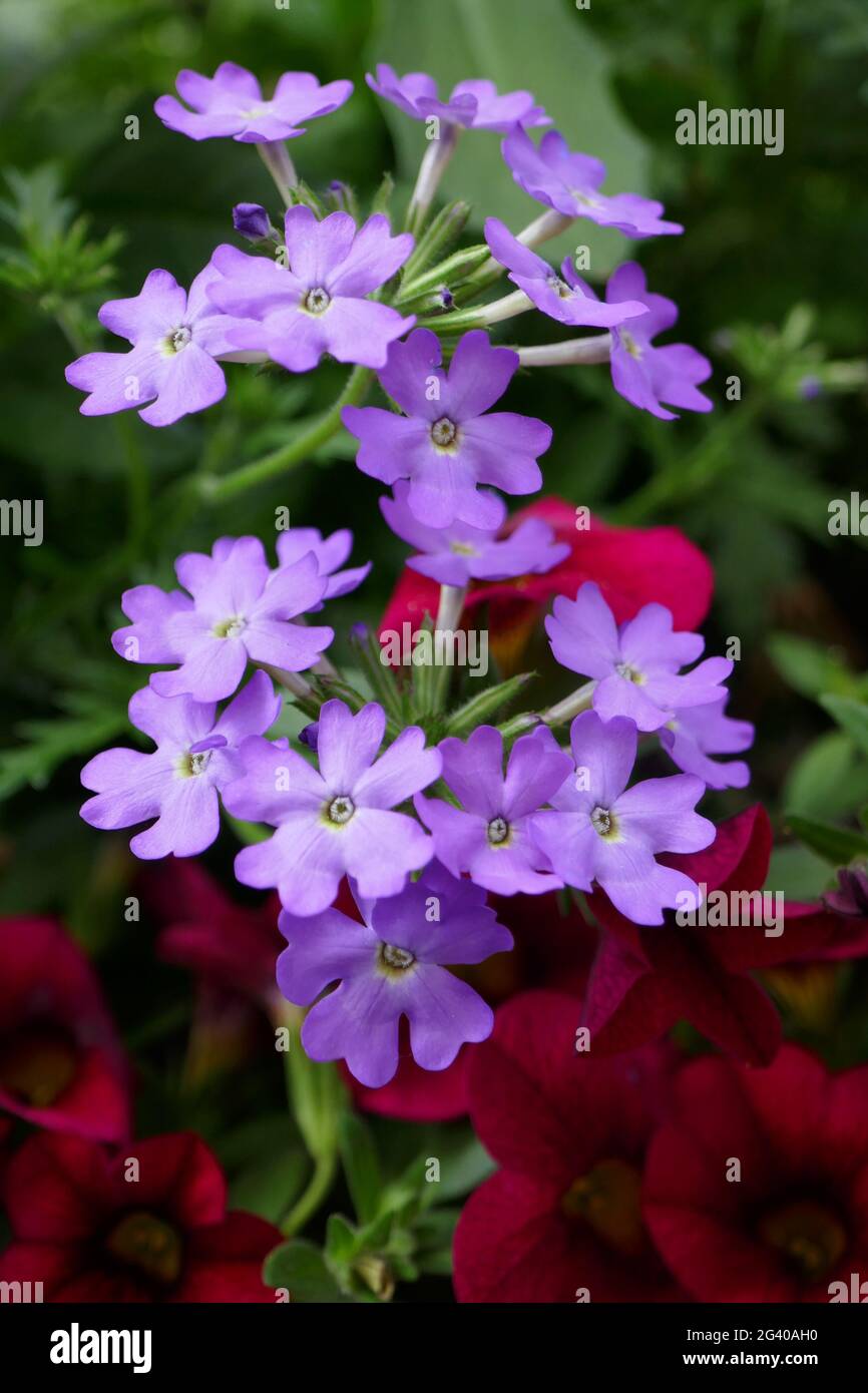 Verbena officinalis blue hi-res stock photography and images - Alamy