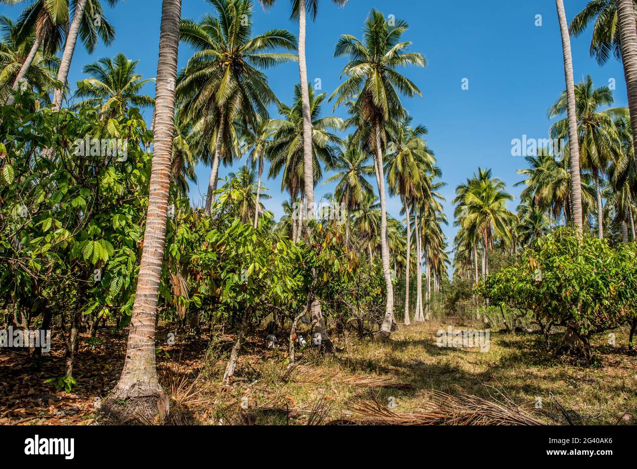 Production of copra, malekula, vanuatu, south sea, oceania Stock Photo ...