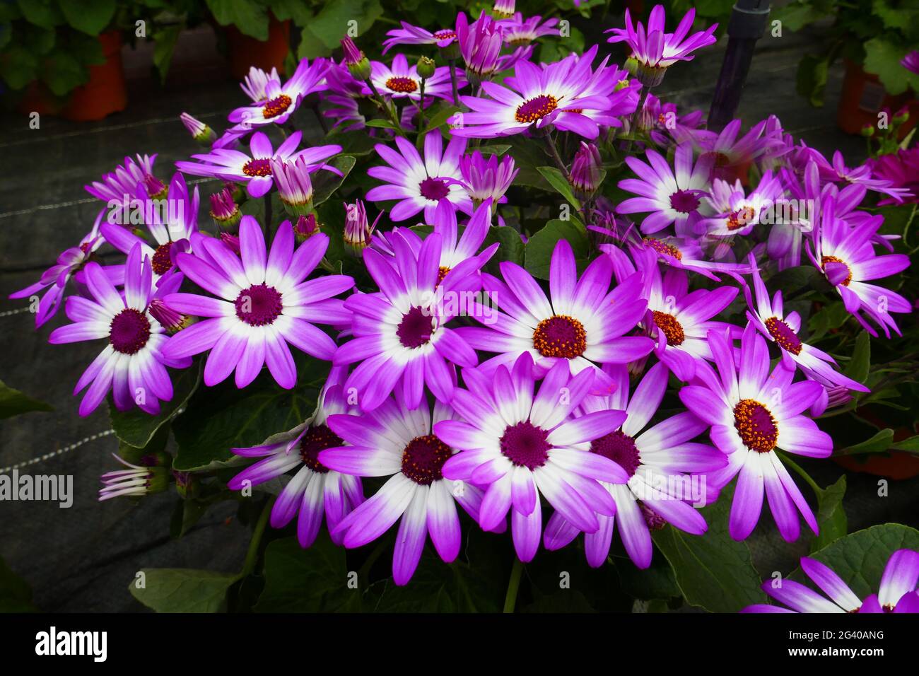 Purple ash hi-res stock photography and images - Alamy