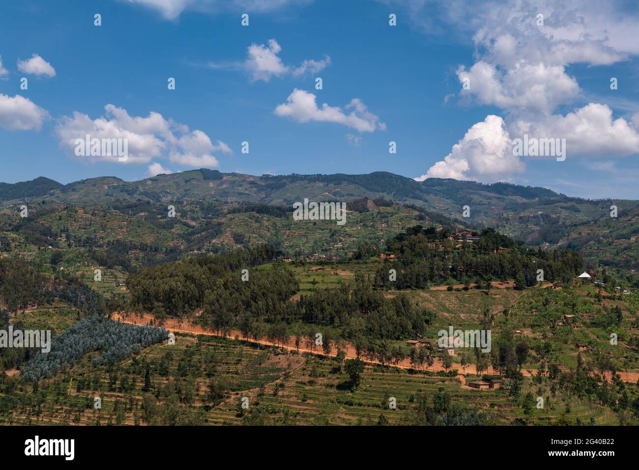 Tree plantations on mountains, near Gitesi, Western Province, Rwanda ...