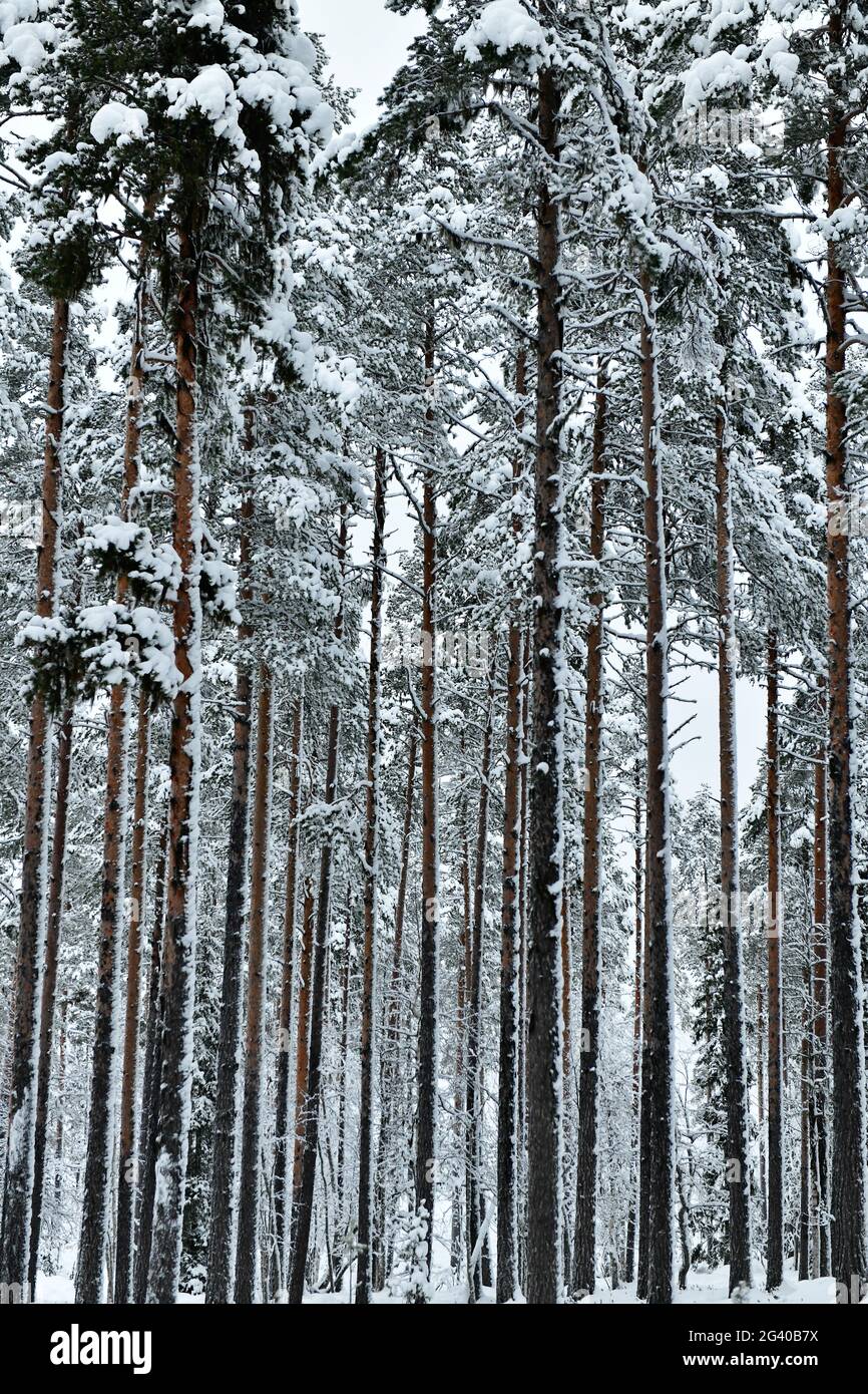 Snowy forest with tall spruce trees in winter, Malå, Lapland, Sweden ...