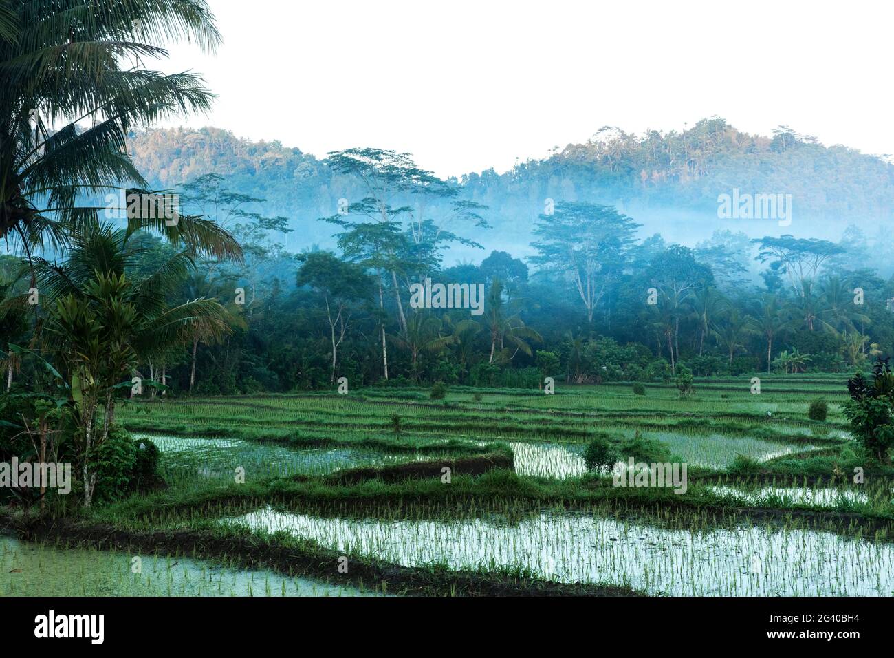 Early morning shot of the jungle and mist surrounding rice paddies in ...
