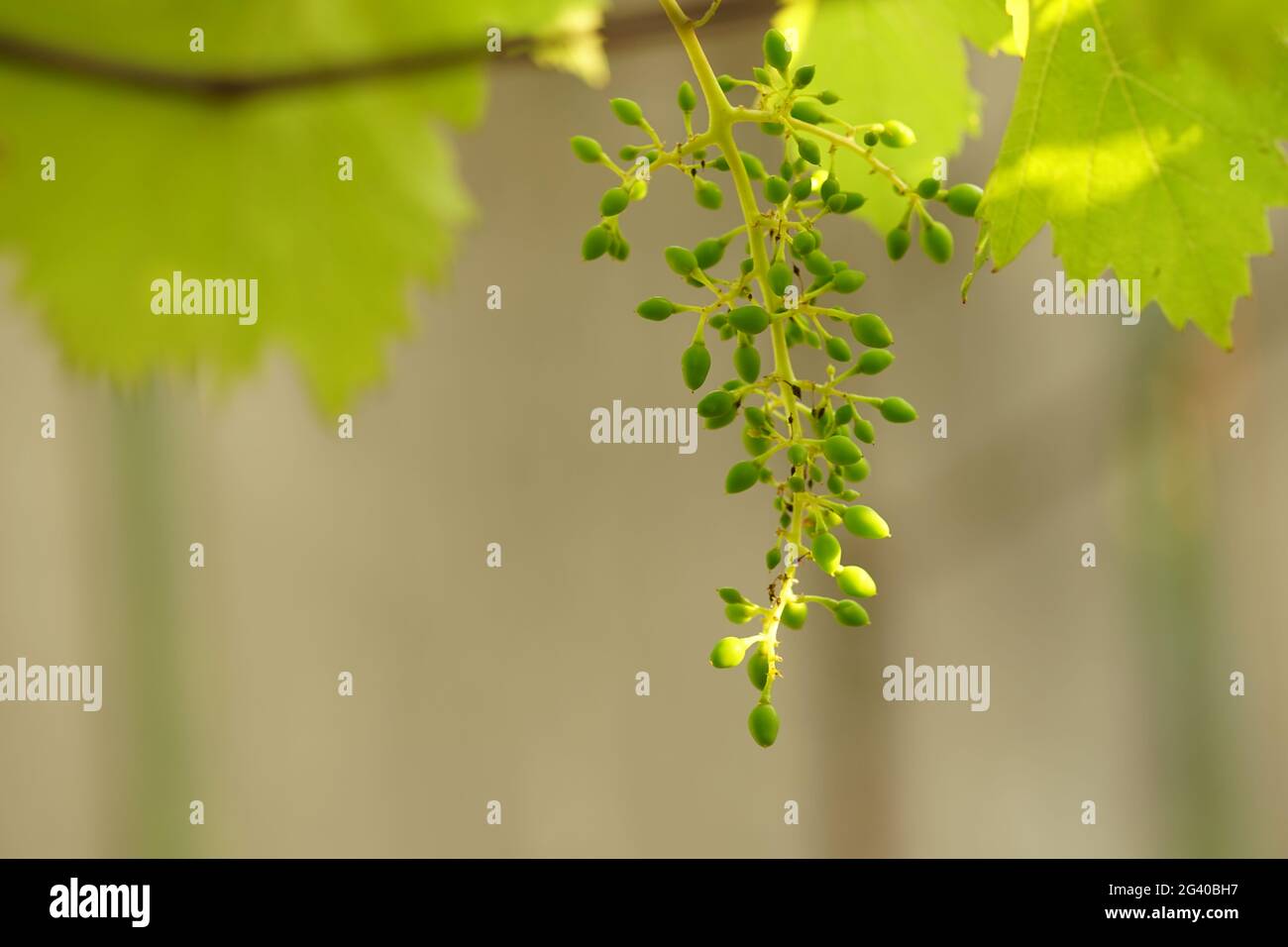 Young little green grapes hi-res stock photography and images - Alamy