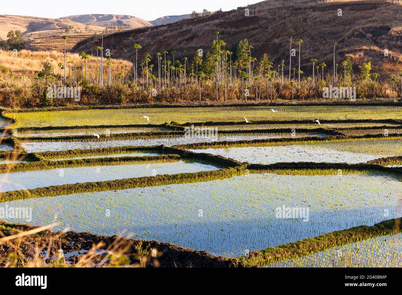 Rice fields west of Antananarivo, highlands, Madagascar, Africa Stock ...