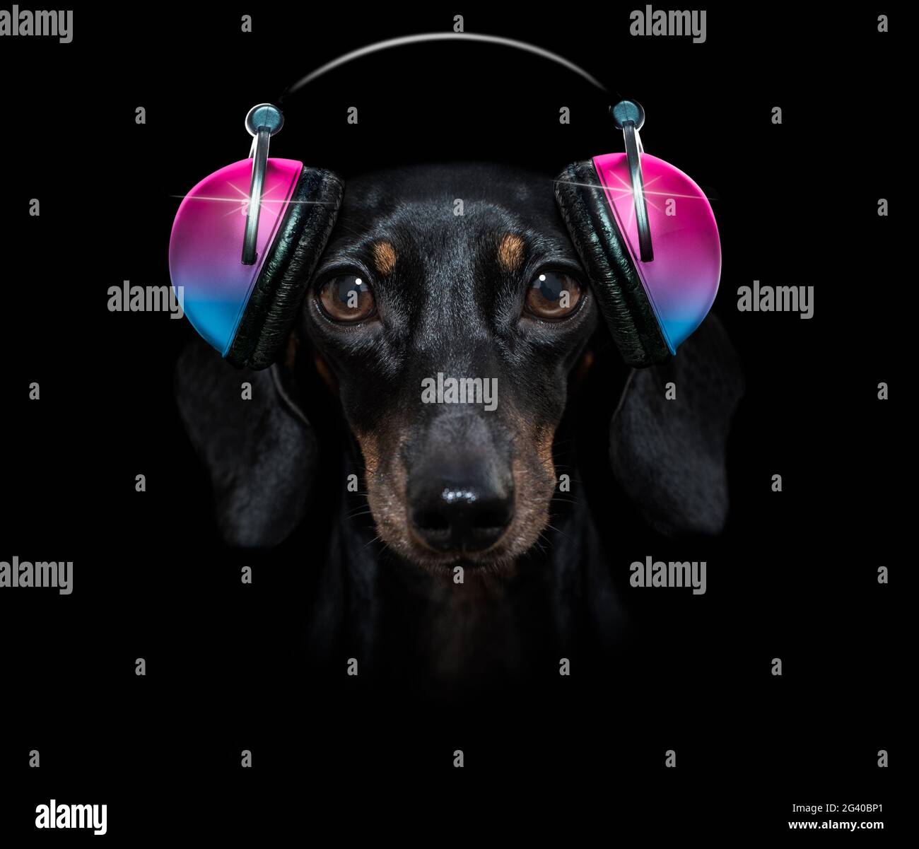 Dog listening to music Stock Photo - Alamy