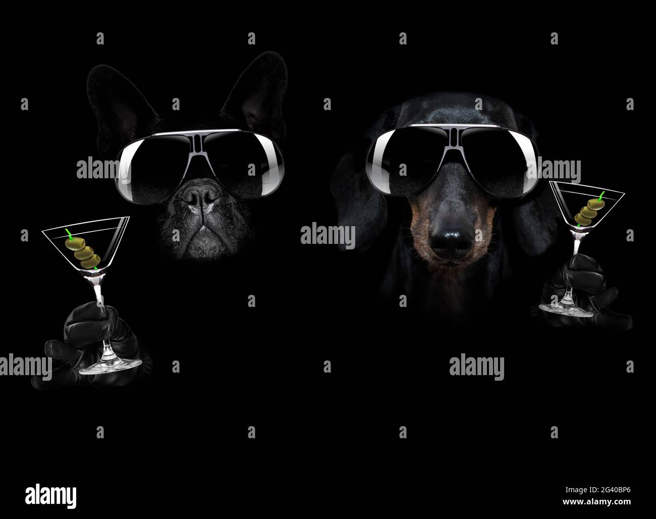 Martini cocktail dog in dark black mood Stock Photo - Alamy