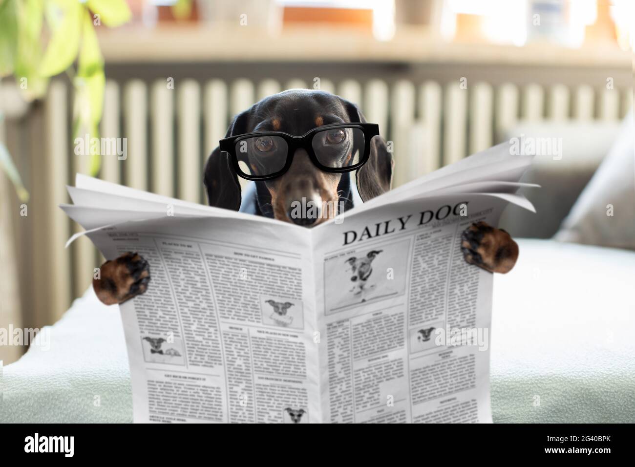 Dog reading newspaper Stock Photo - Alamy