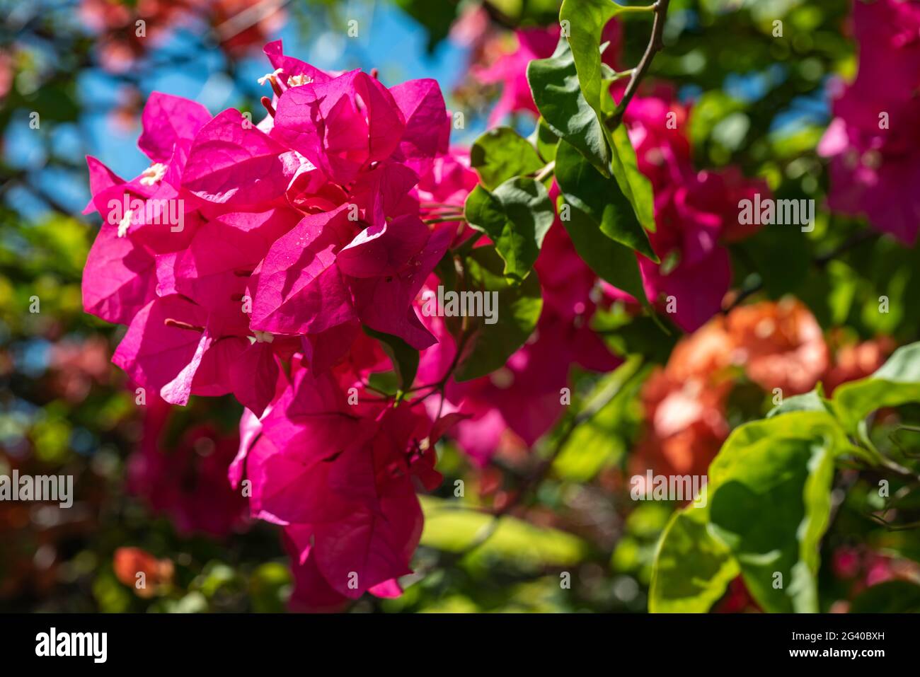 Purple flowers of a bougainvillea, Moorea, Windward Islands, French ...