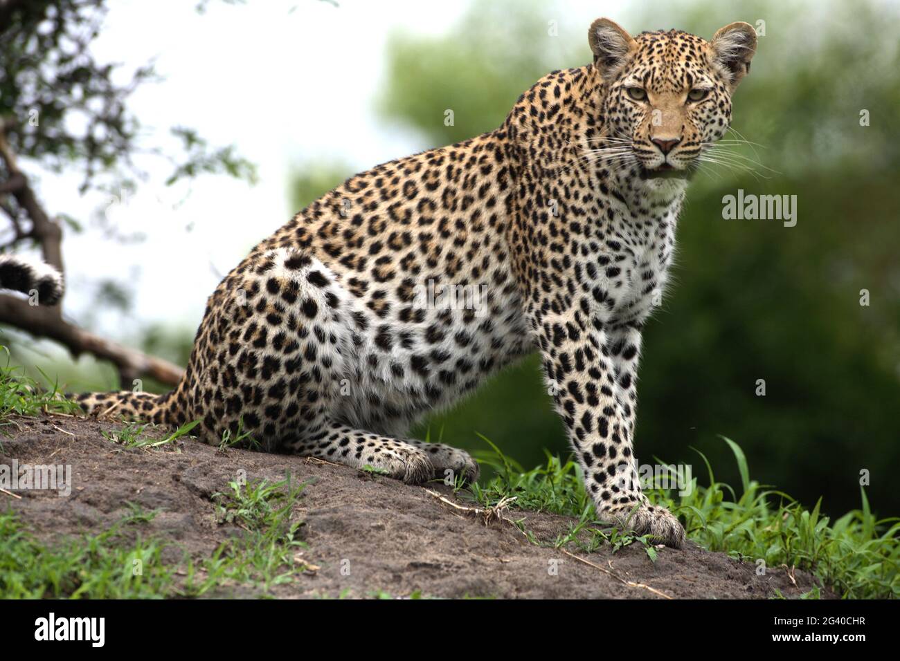 BOTSWANA. OKAVANGO DELTA. MOREMI RESERVE. A LEOPARD Stock Photo - Alamy