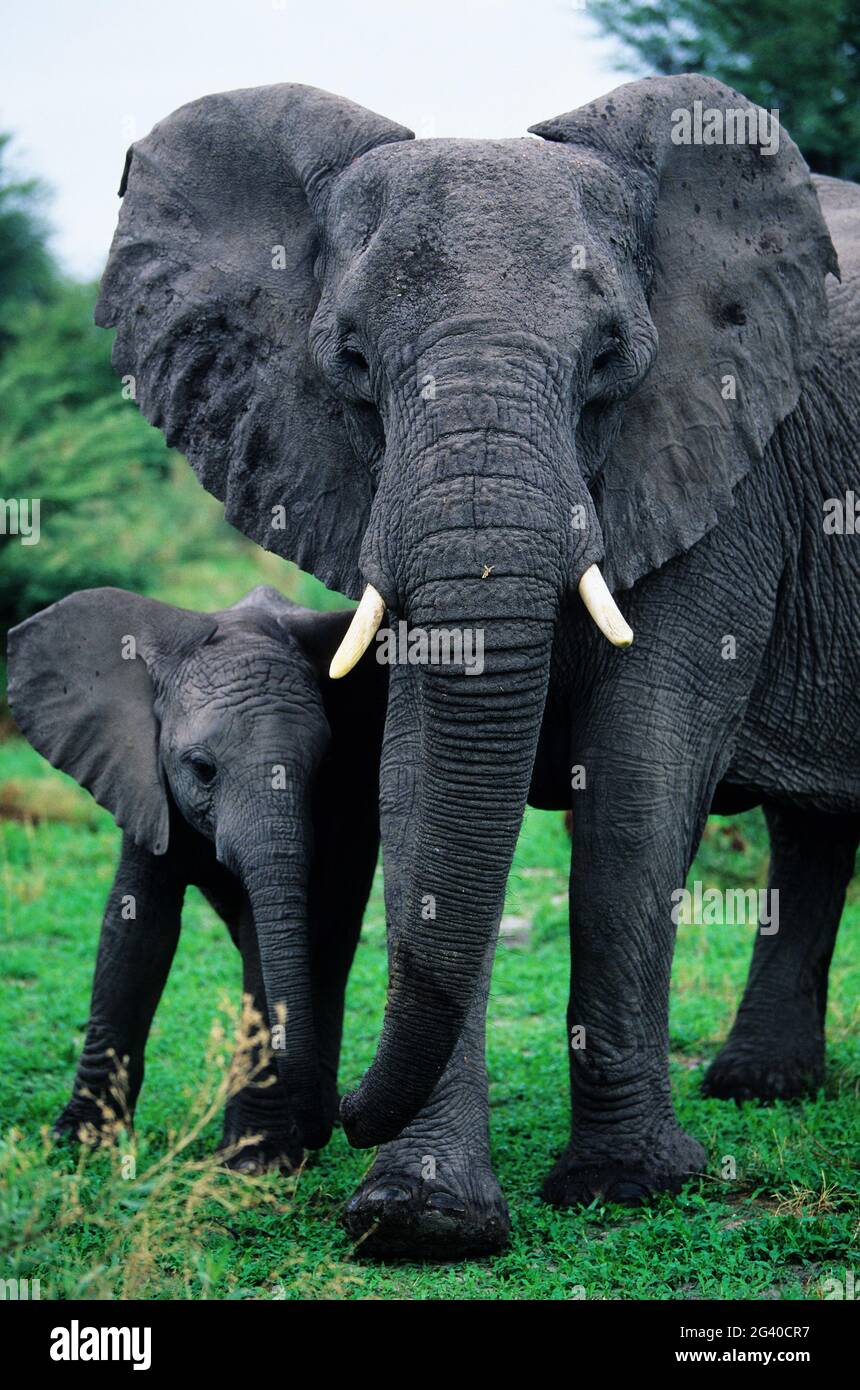 BOTSWANA, OKAVANGO DELTA. A MOTHER ELEPHANT AND HIS BABY Stock Photo ...