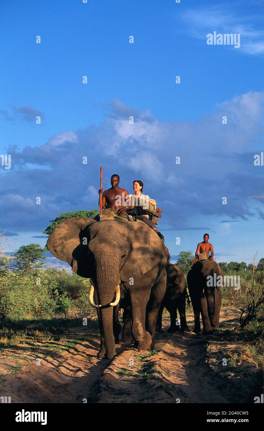 BOTSWANA. OKAVANGO DELTA. ABU CAMP, ELEPHANT BACK SAFARI Stock Photo ...