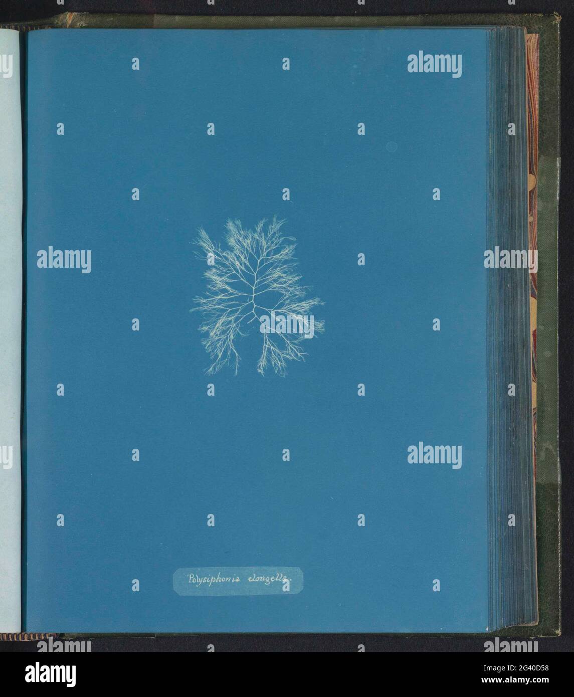 Polyphonia hi-res stock photography and images - Alamy