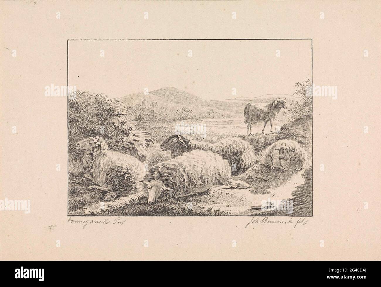 Five sheep in a meadow. Four sheep lie, the fifth sheep stands down. A ...