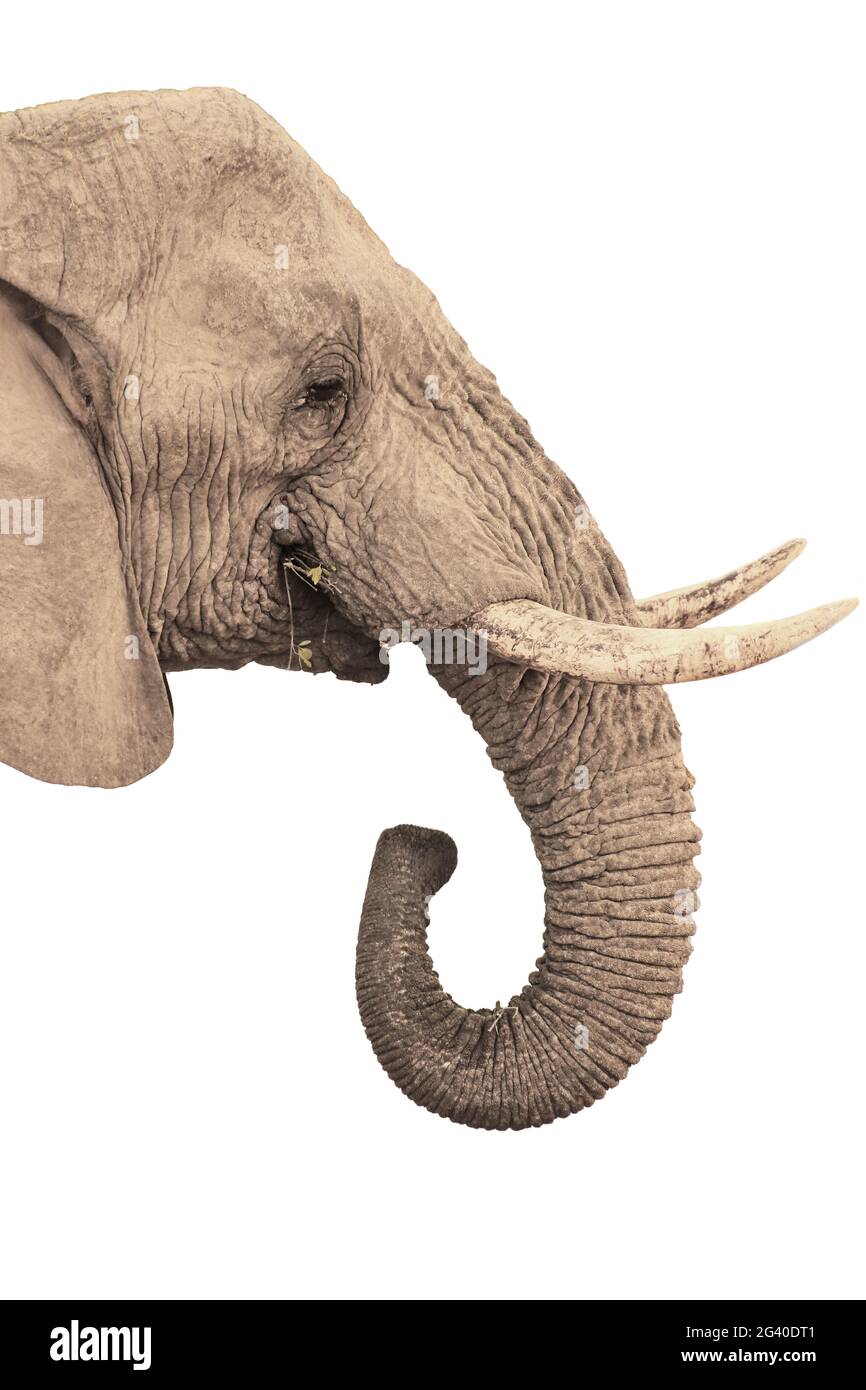 Fauna africa hi-res stock photography and images - Alamy