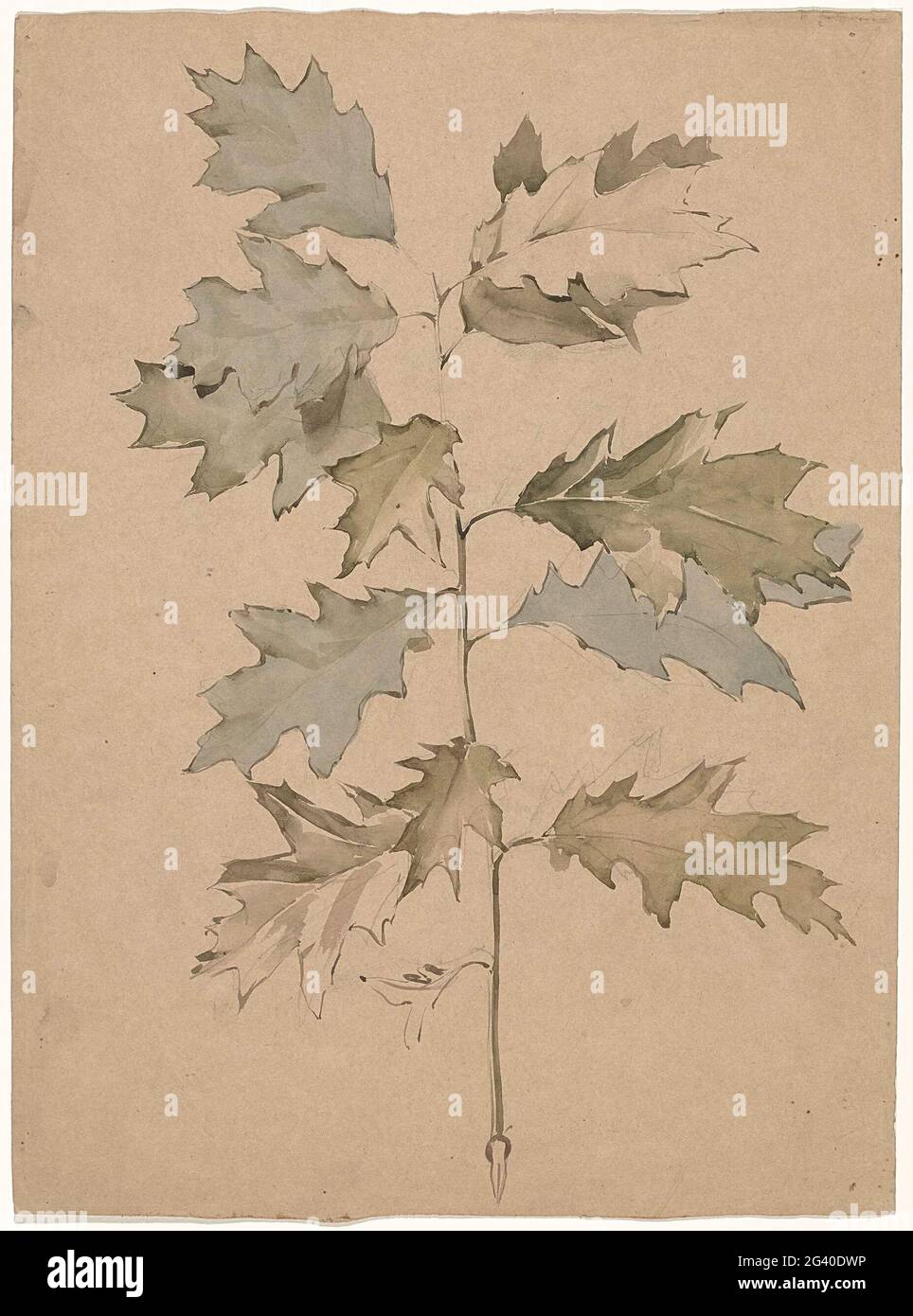 Oak roof with foliage Stock Photo - Alamy