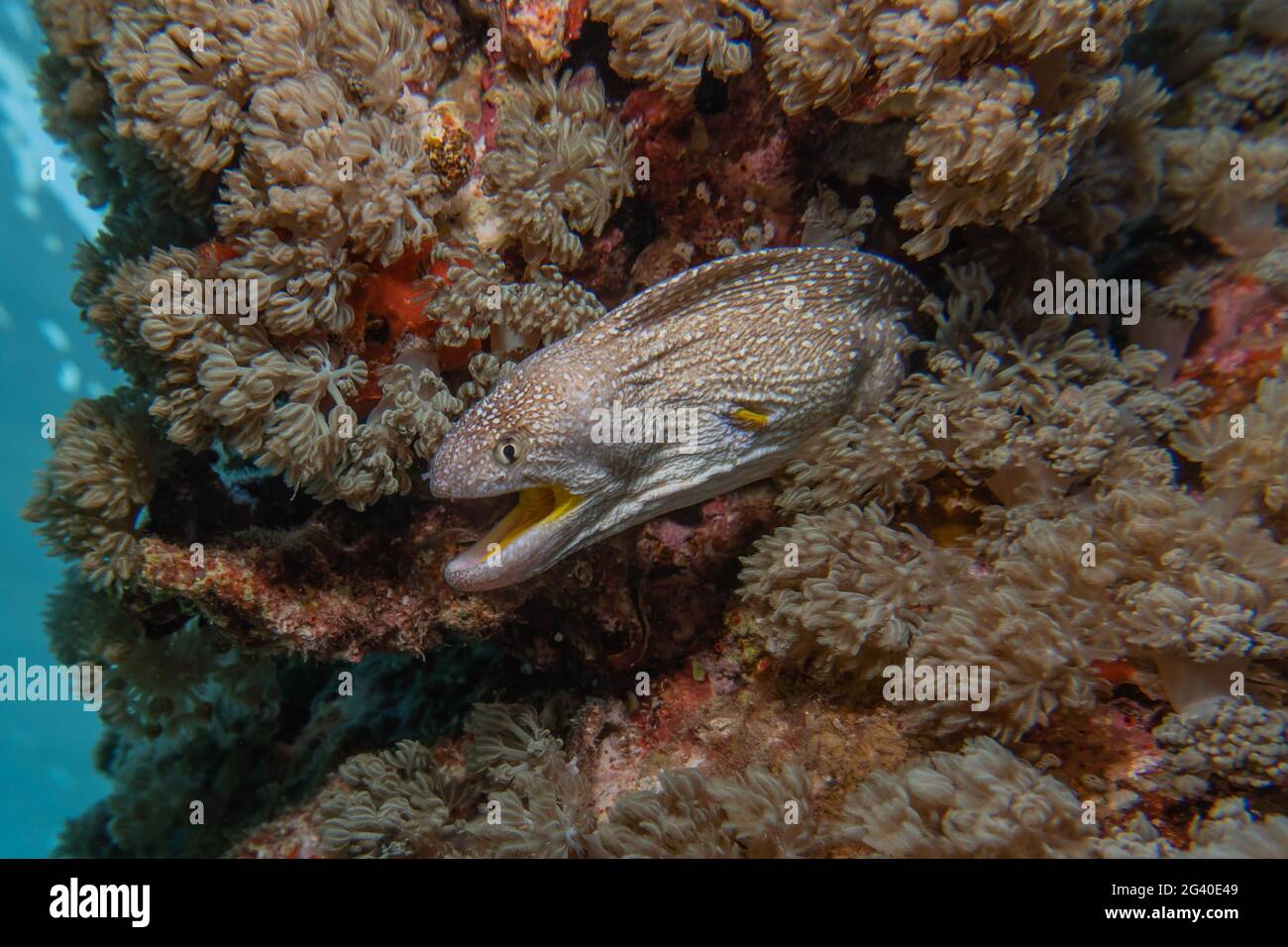 Moray eel Mooray lycodontis undulatus in the Red Sea, Eilat Israel ...