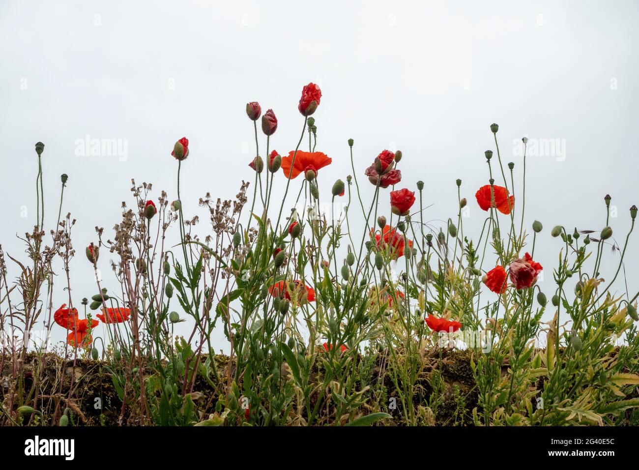 Papaver rhoeas wild poppy growing hi-res stock photography and images ...