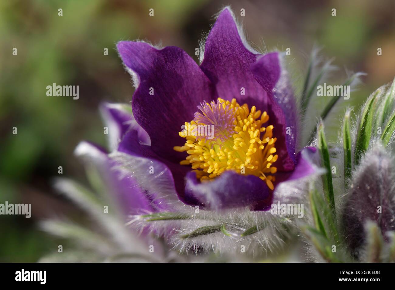 Spring pasque flower hi-res stock photography and images - Alamy