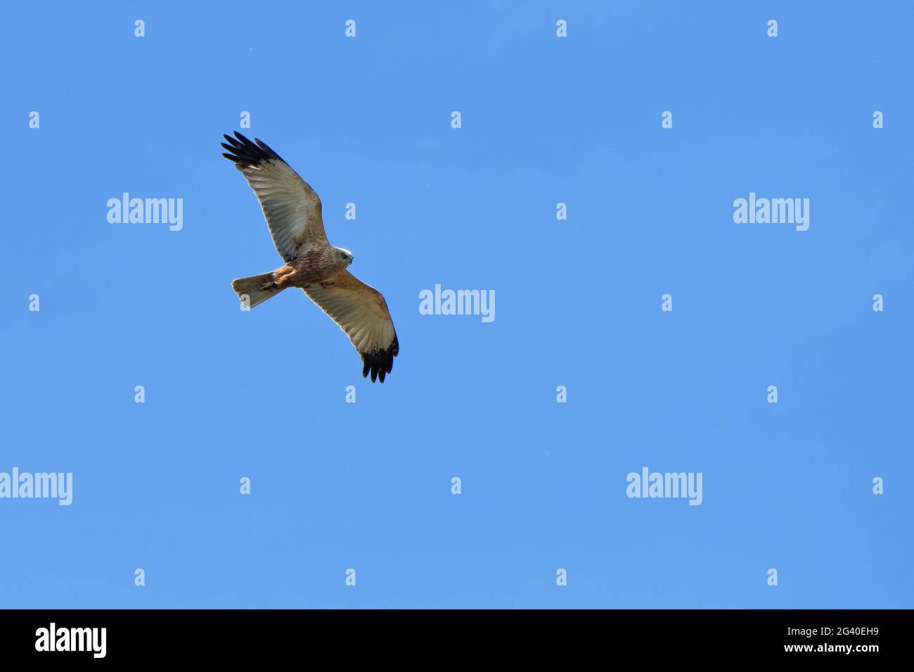 Harrier in flight hi-res stock photography and images - Alamy