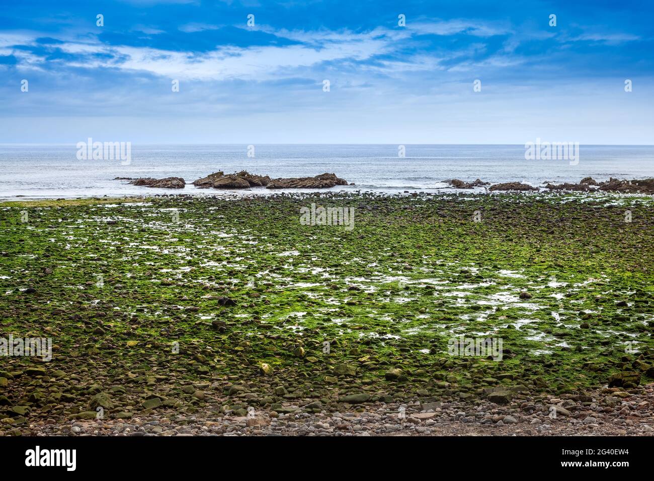 Beautiful green algae on hi-res stock photography and images - Alamy