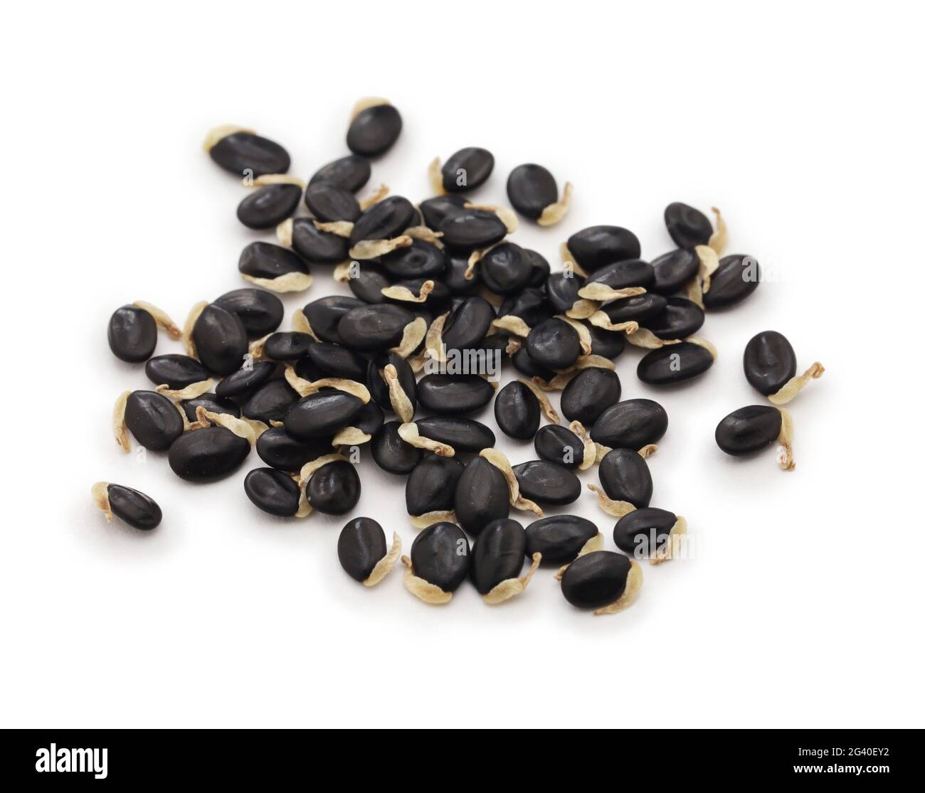Acacia seeds hi-res stock photography and images - Alamy