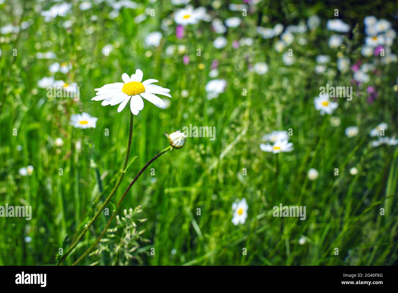Argyranthemum frutescens aka Paris daisy, marguerite or marguerite ...