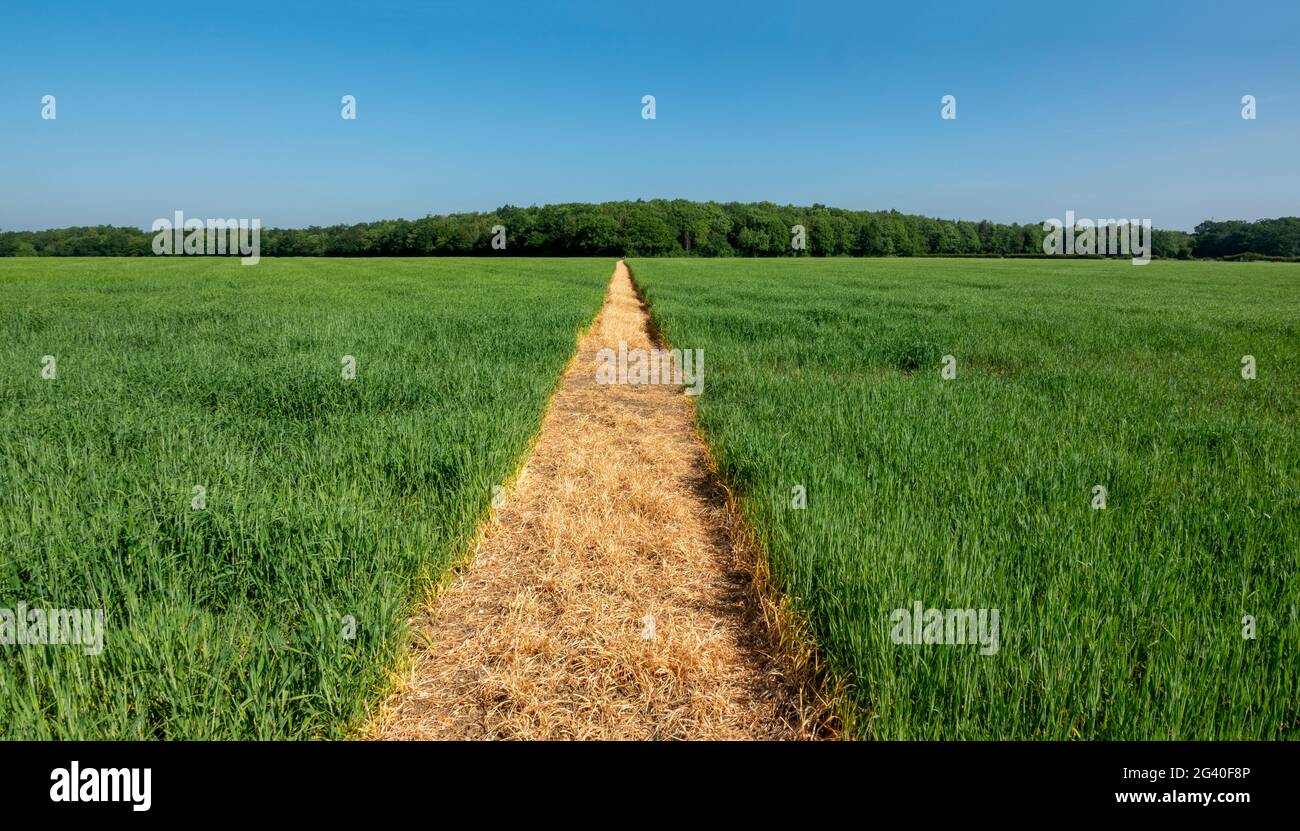 Panorama of a field of young green wheat with chemically killed ...