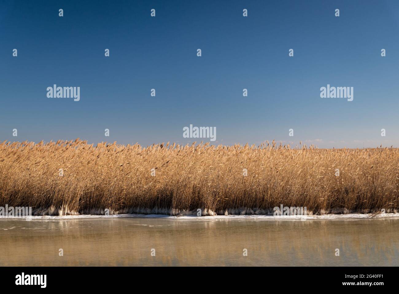 Reeds in winter on lake neusiedlersee Stock Photo - Alamy