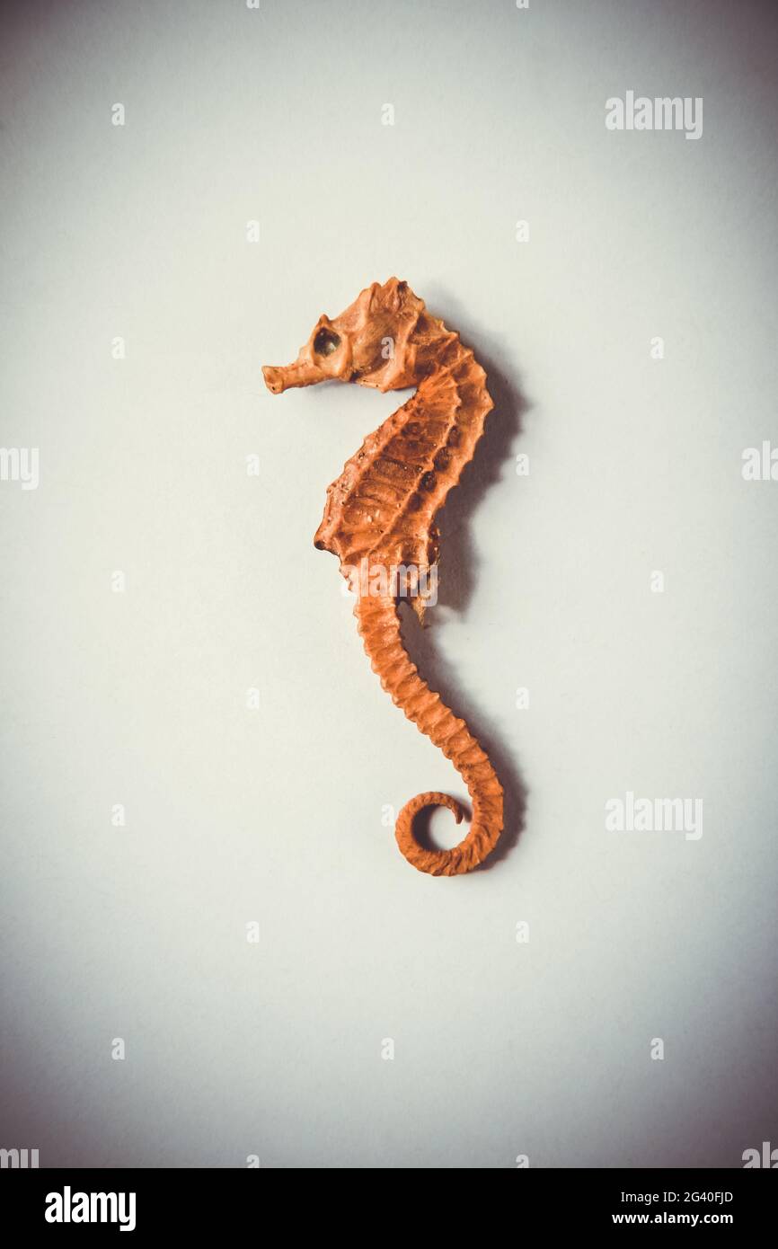 Seahorse species hi-res stock photography and images - Alamy
