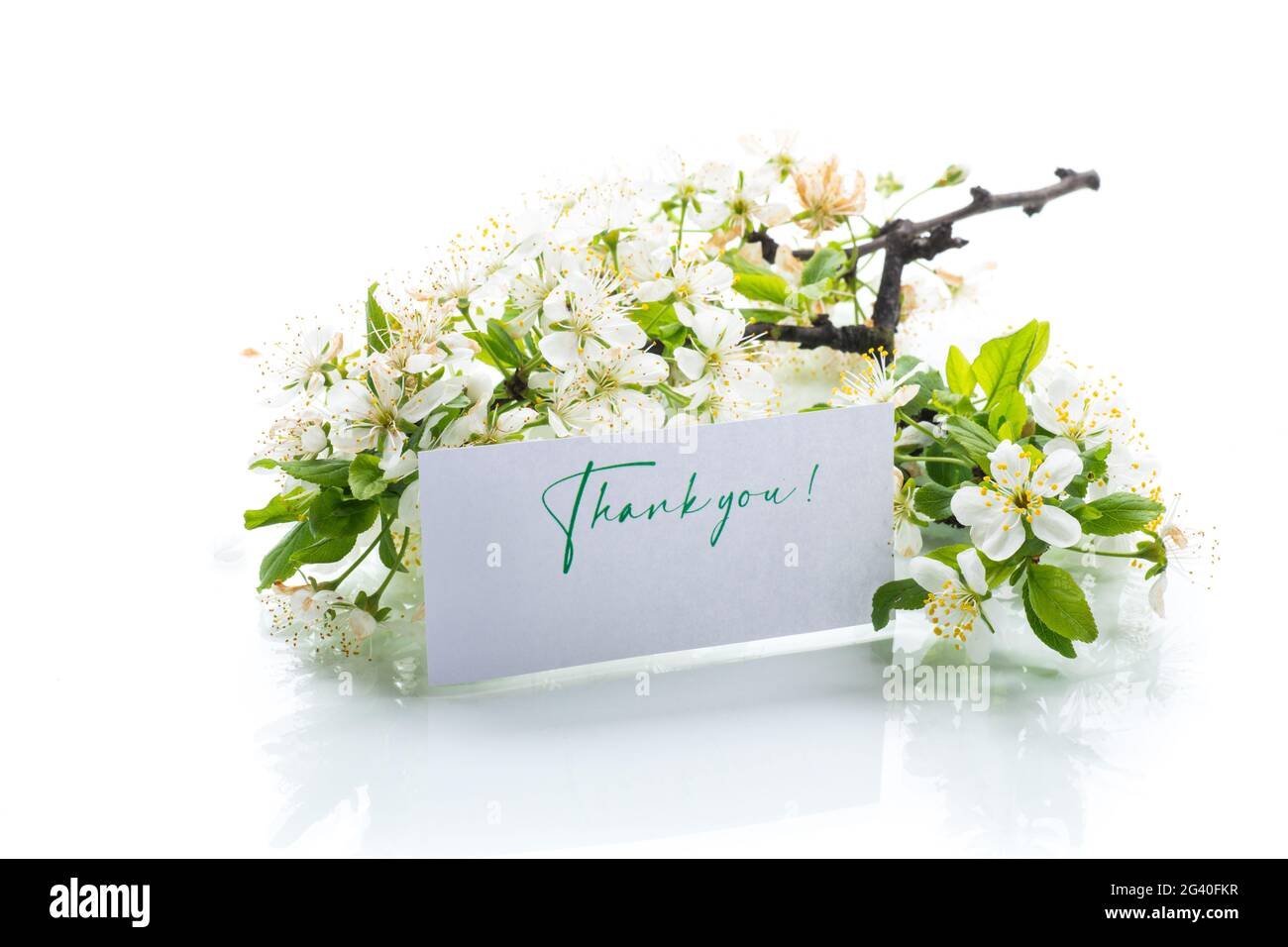 thank you card and blooming spring branch with flowers isolated on ...