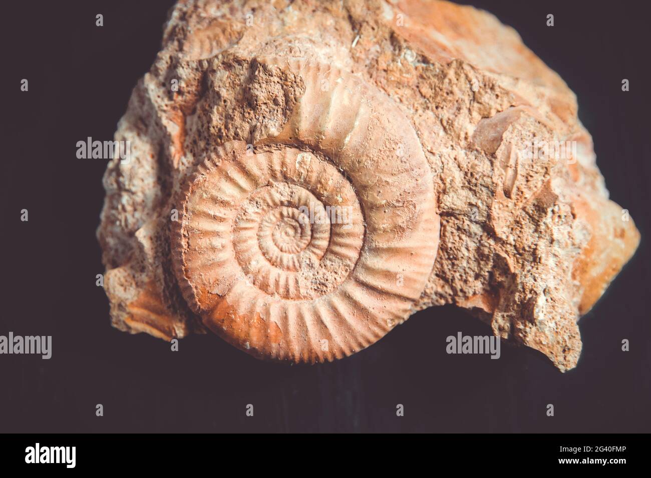 Black fossil stone background hi-res stock photography and images - Alamy