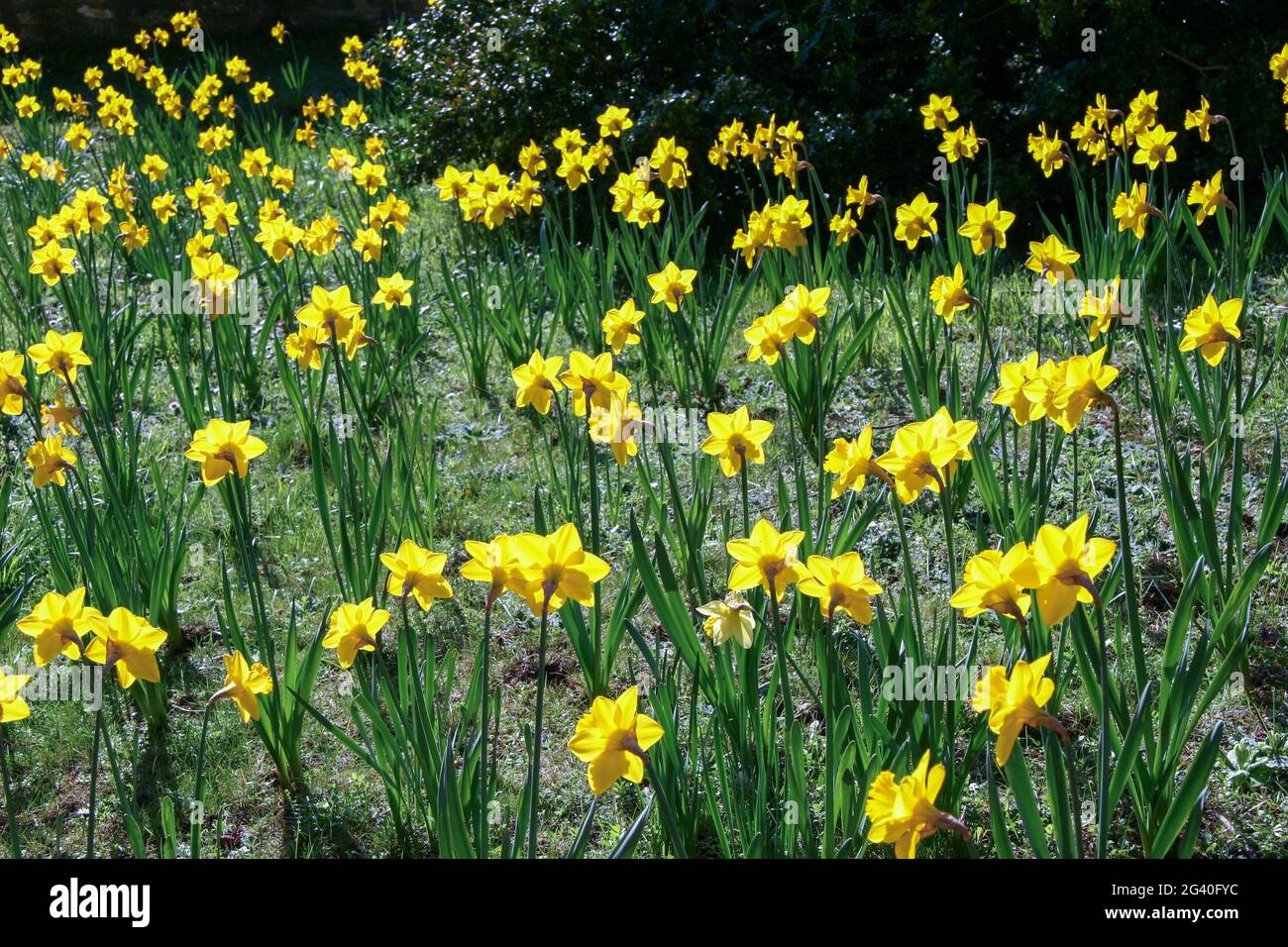 Golden daffodils hi-res stock photography and images - Alamy