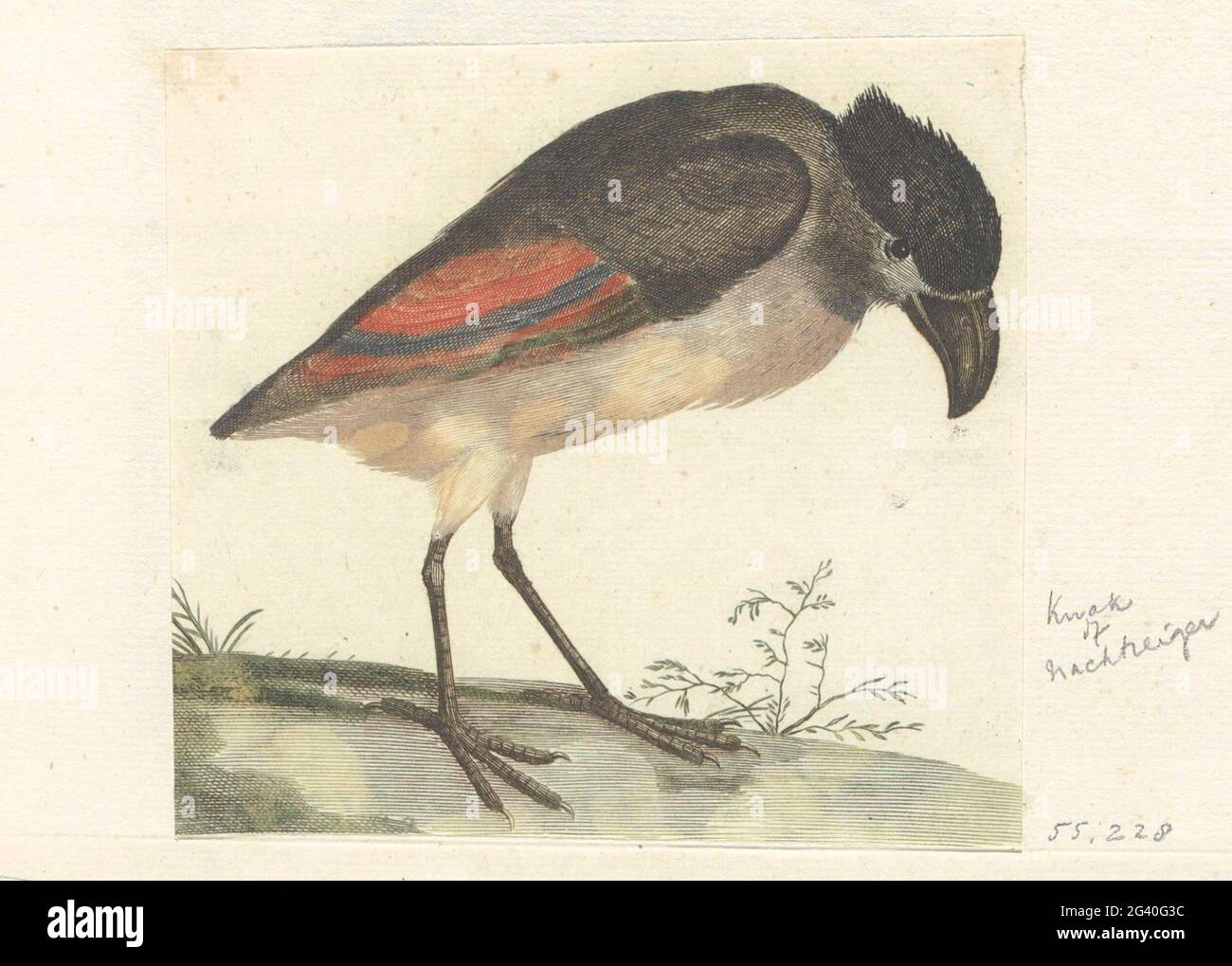 Classic avian drawings hi-res stock photography and images - Alamy