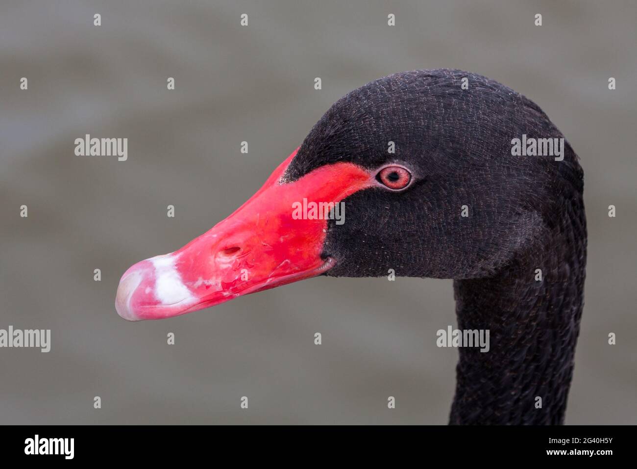 Cygnus black hi-res stock photography and images - Alamy