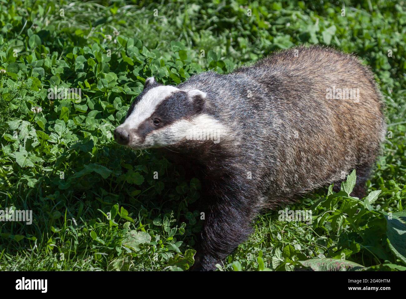 Badger close up hi-res stock photography and images - Alamy