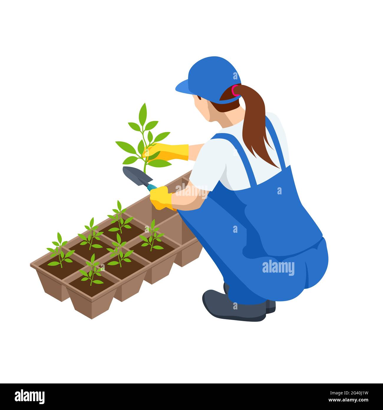 Agricultural work. Isometric seedling transplanting process. Young ...