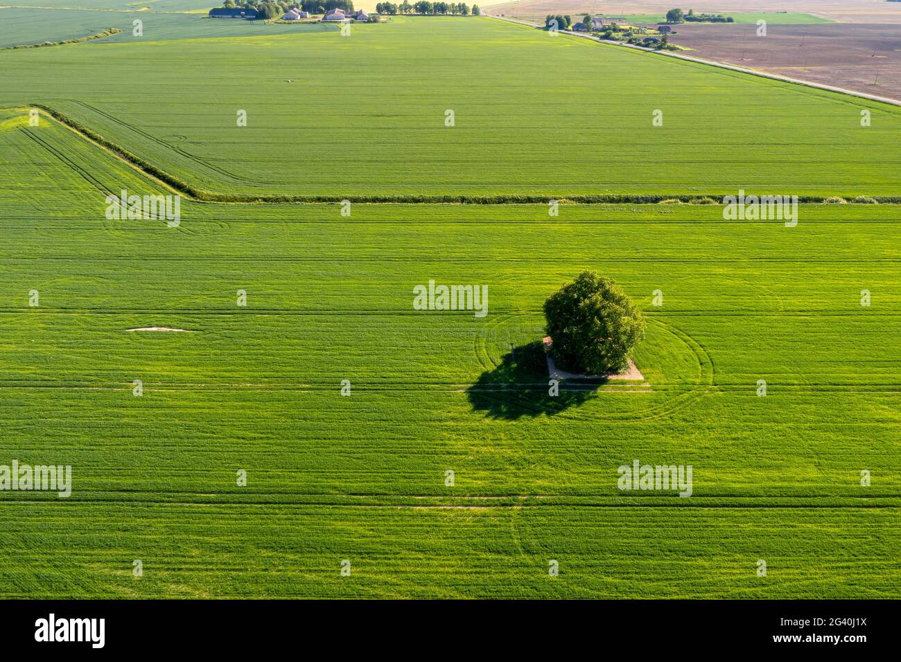view from above on lonely tree with shadow in a green agricultural ...