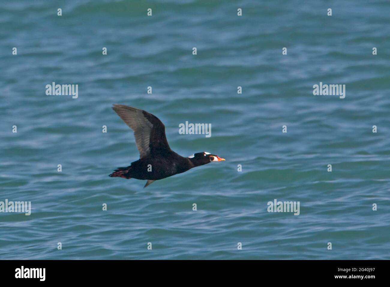Surf scoter male hi-res stock photography and images - Alamy