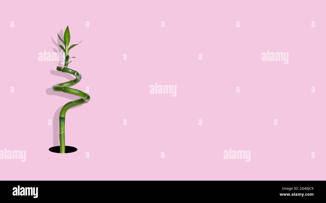 creative flat lay of plant flowers leaves in the hole, tropical ...