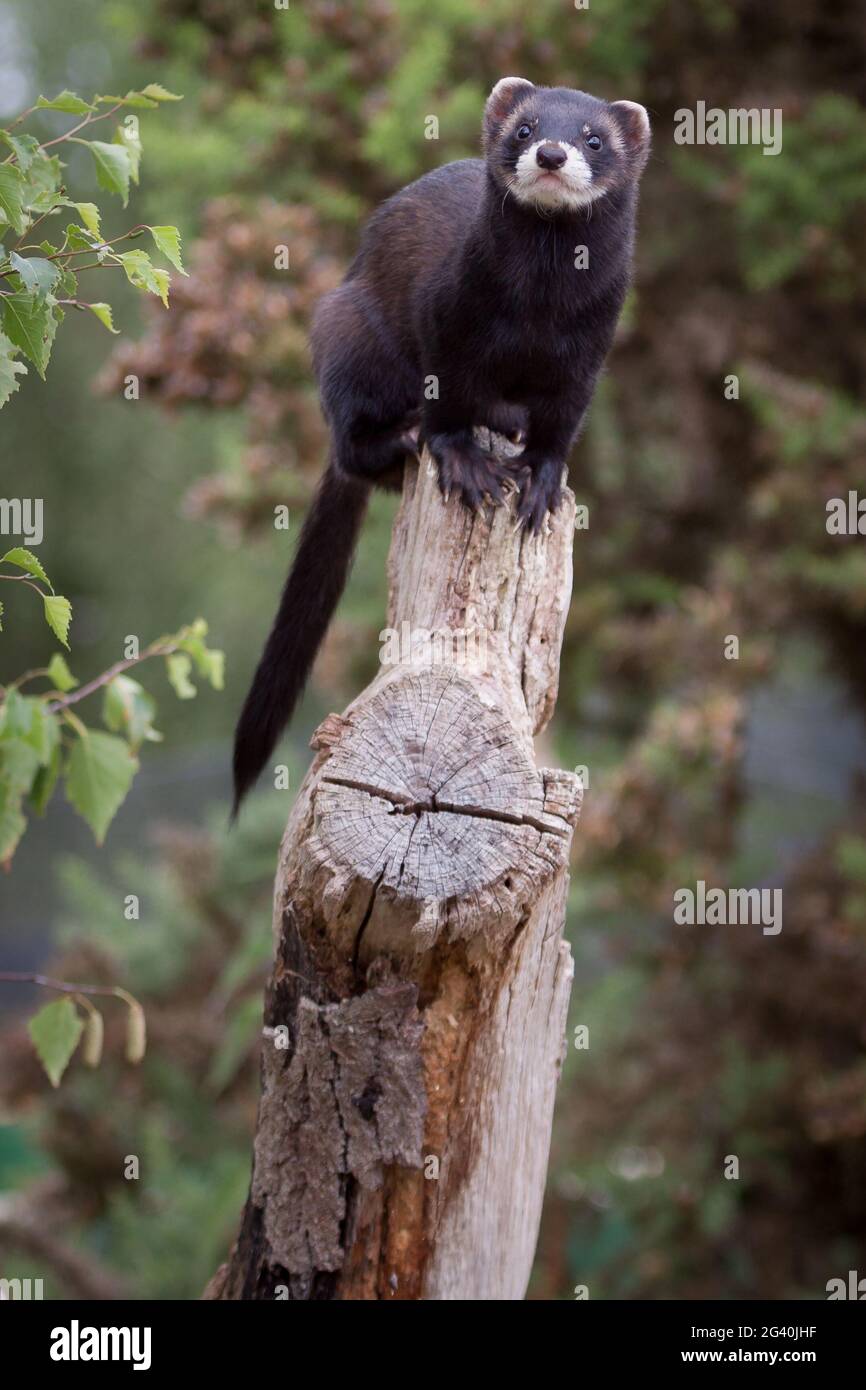 Polecat coloured hi-res stock photography and images - Alamy