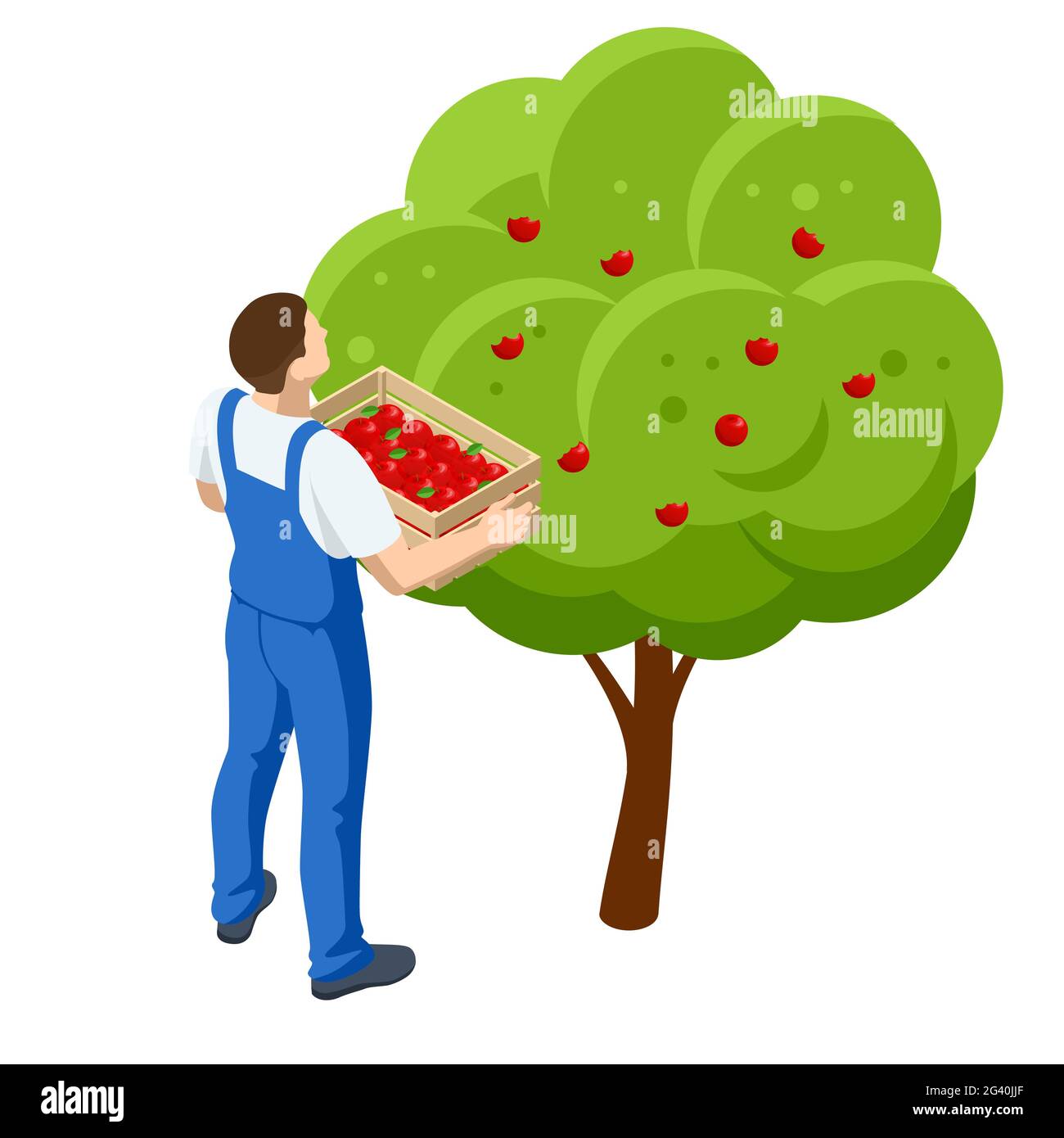 Isometric apple orchard, ripe fruits hanging on branch. Assembling the ...