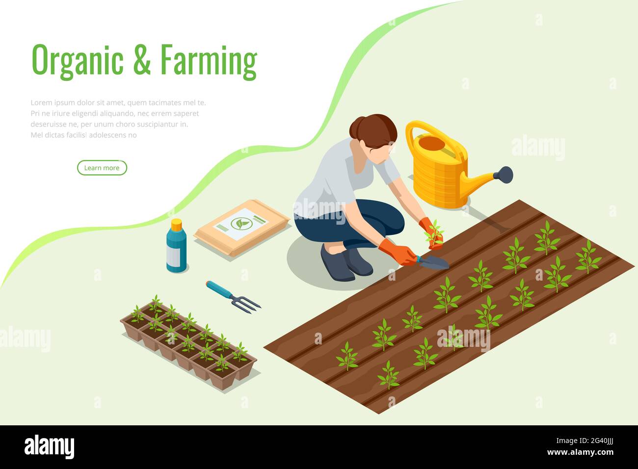 Isometric seedling transplanting process. Young vegetable seedlings of ...