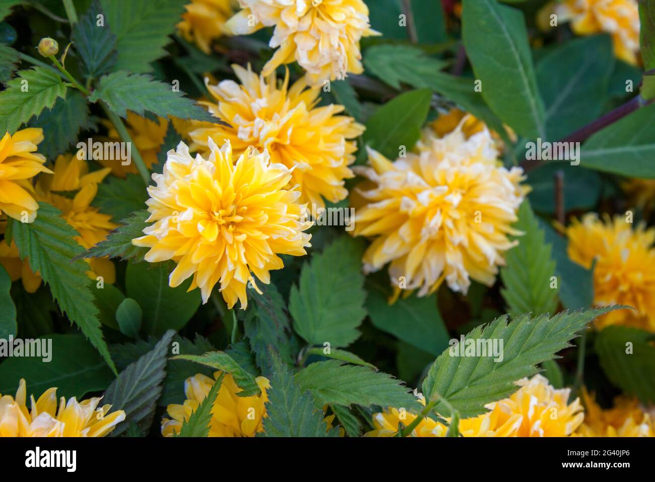 Close-up of the Kerria Japonica Pleniflora shrub Stock Photo - Alamy
