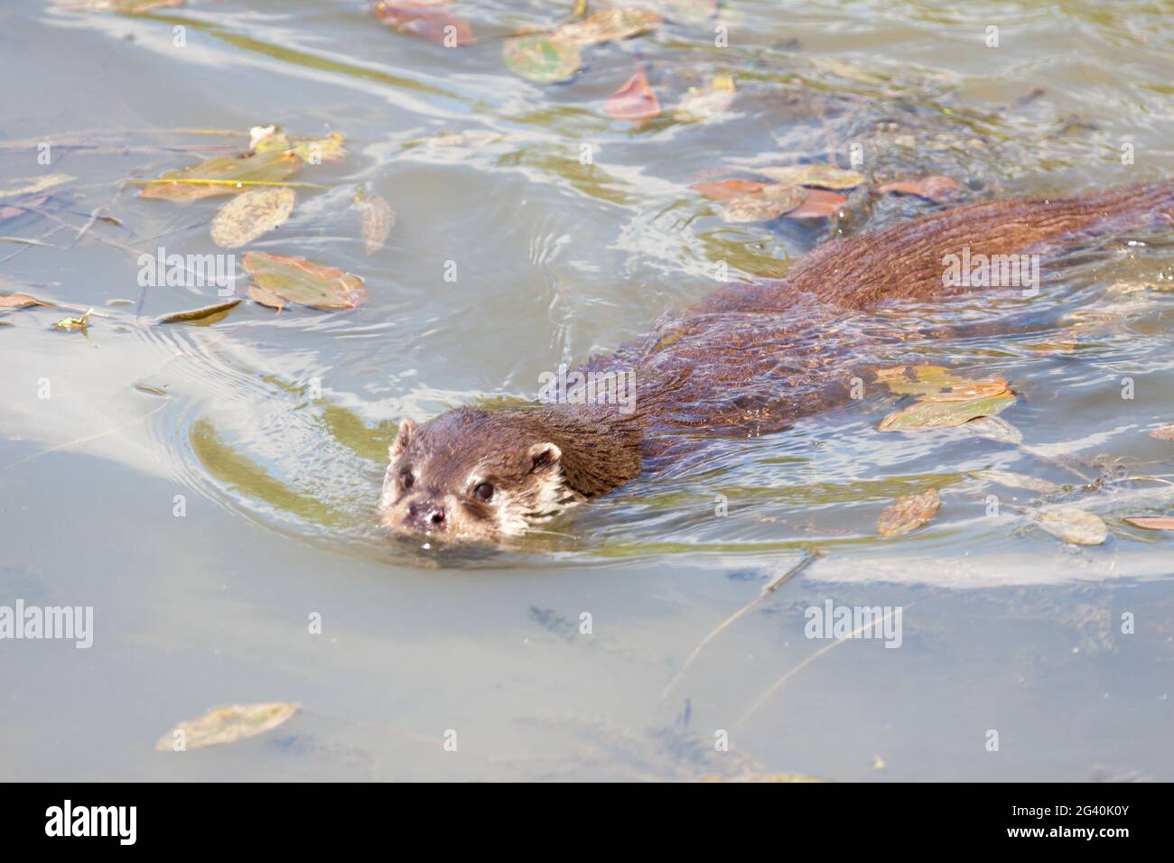 Eurasian Otter (Lutra lutra) in natural habitat Stock Photo - Alamy