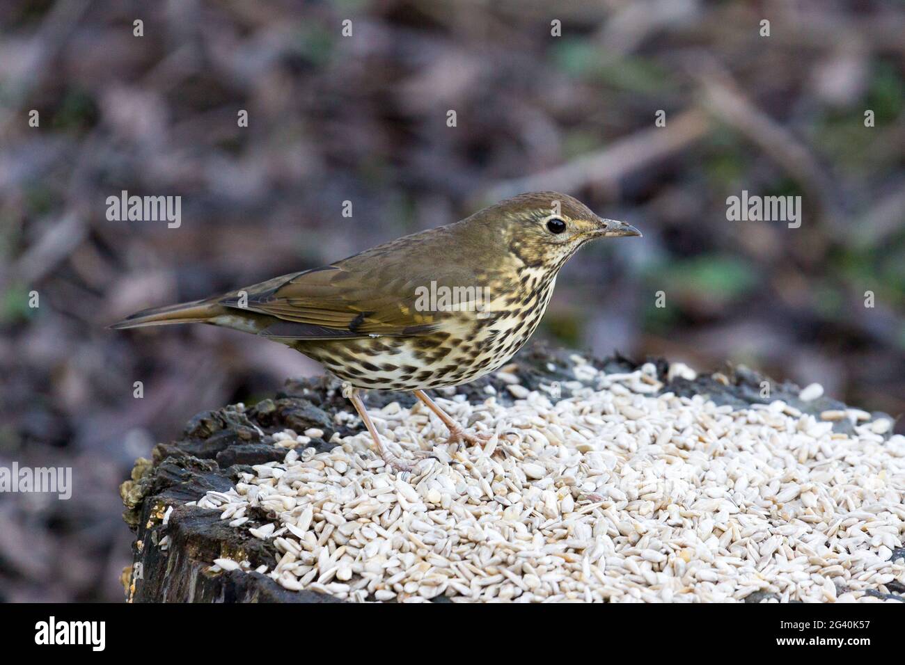 Spotted brown plumage hi-res stock photography and images - Alamy