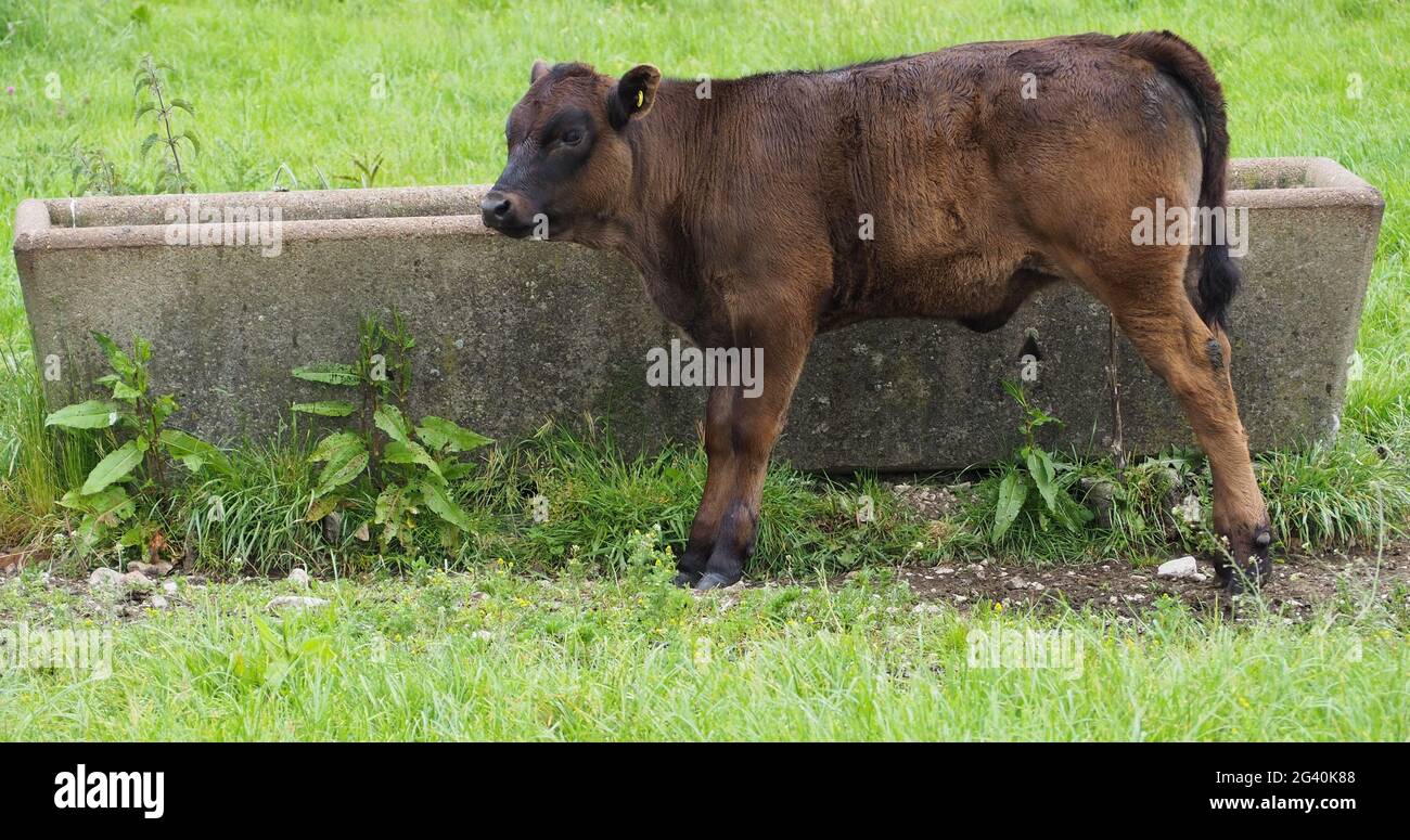 Standing with her calf in high grass hi-res stock photography and ...