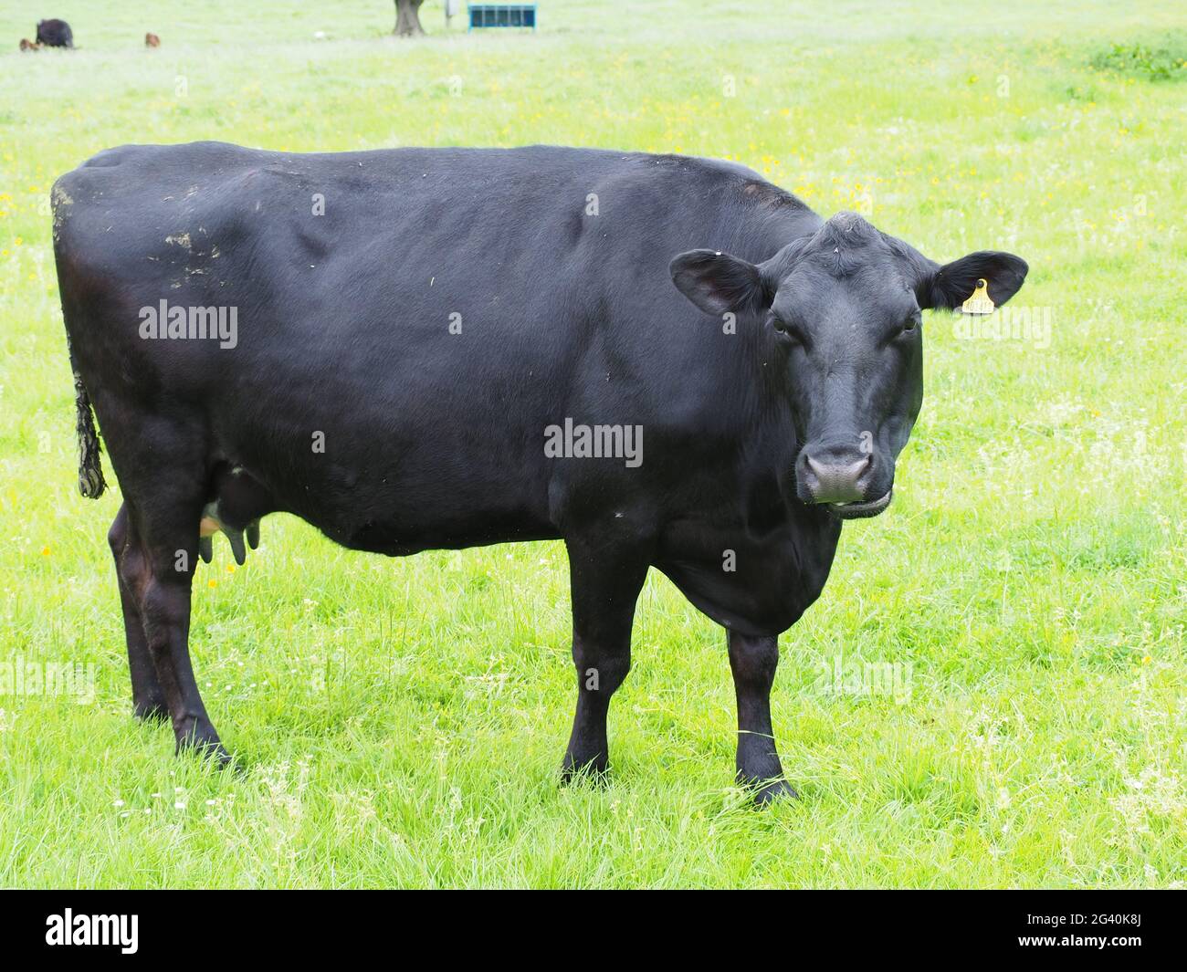 Large Black dairy cow stood in a Derbyshire Field Stock Photo - Alamy