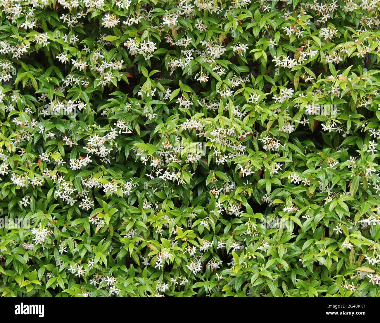 A Flower Background of a Honeysuckle Plant Stock Photo - Alamy